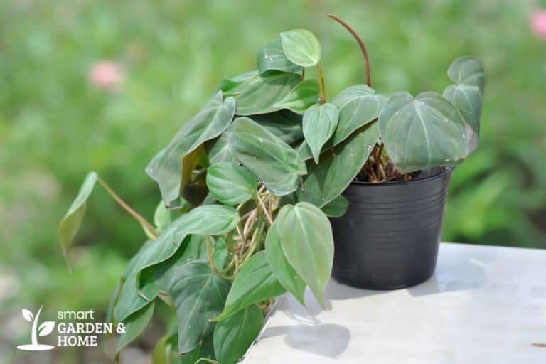 10 Best Plants With Heart Shaped Leaves to Show Your Love - Smart ...