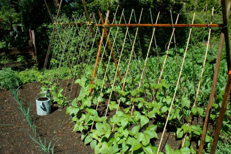 How to Start an Organic Garden: Beginner Basics - Smart Garden and Home
